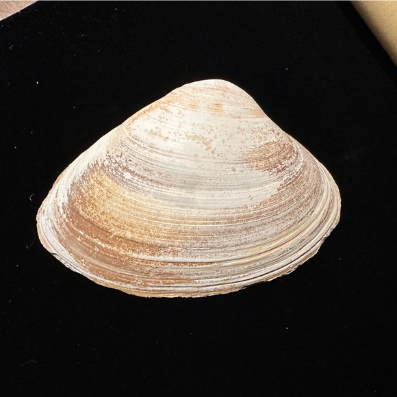 Hand Crafted | Accents | Hand Crafted Decopauged Block Island Clam ...
